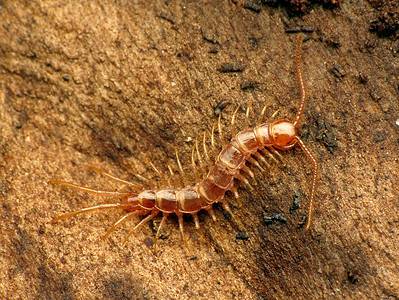 The 3 Types of Hawaiian Centipedes - A-Z Animals