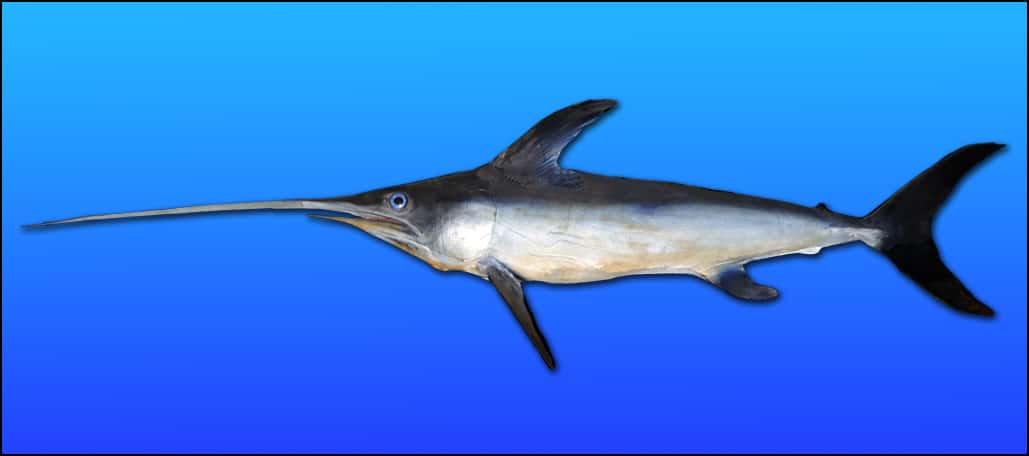 Marlin vs Swordfish: 5 Key Differences - A-Z Animals