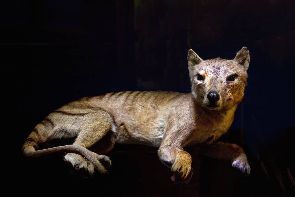 Tasmanian Tiger - A-Z Animals