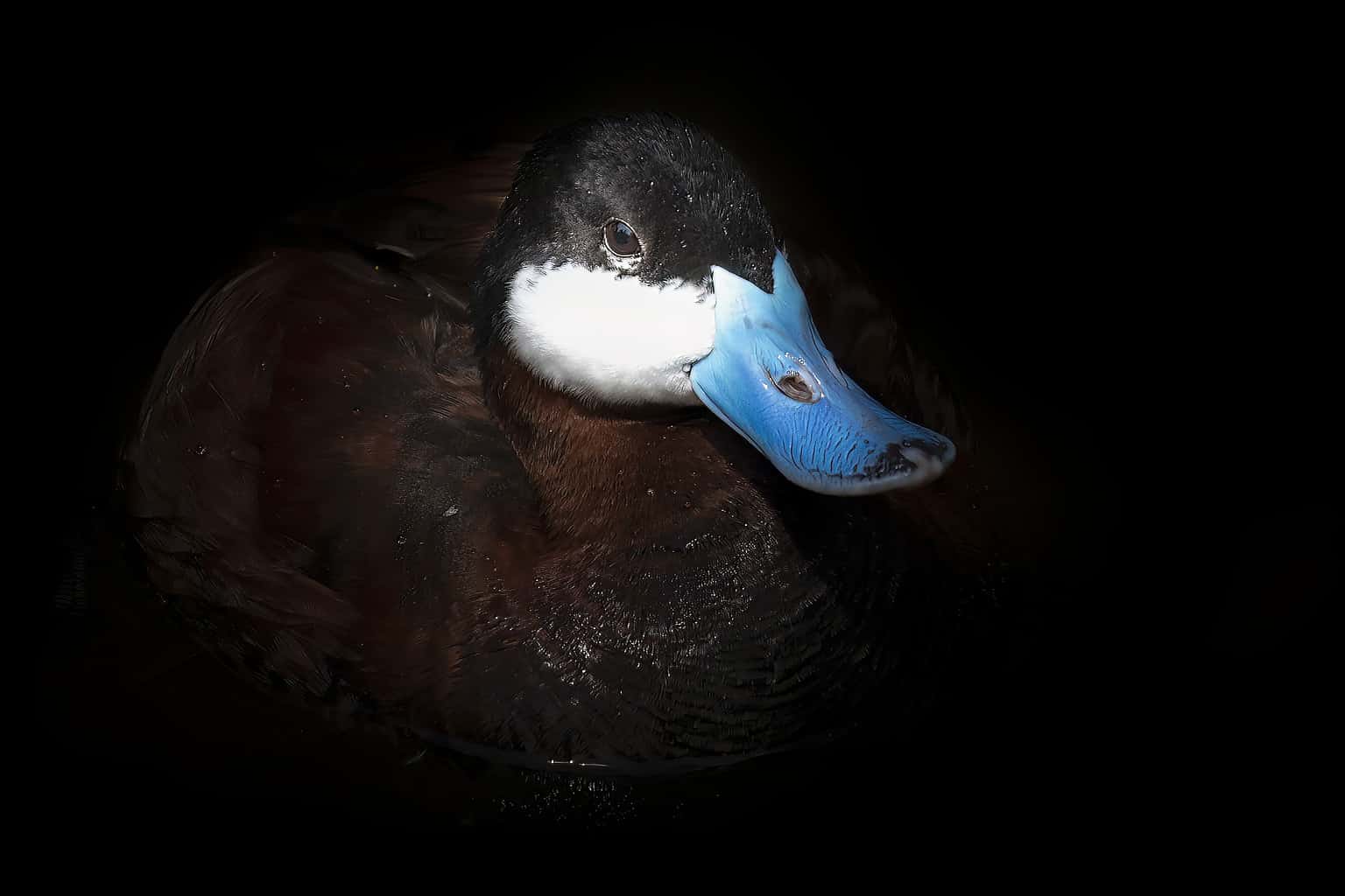 Duck Hunting Season in Utah: Season Dates, Bag Limits and More - A-Z ...