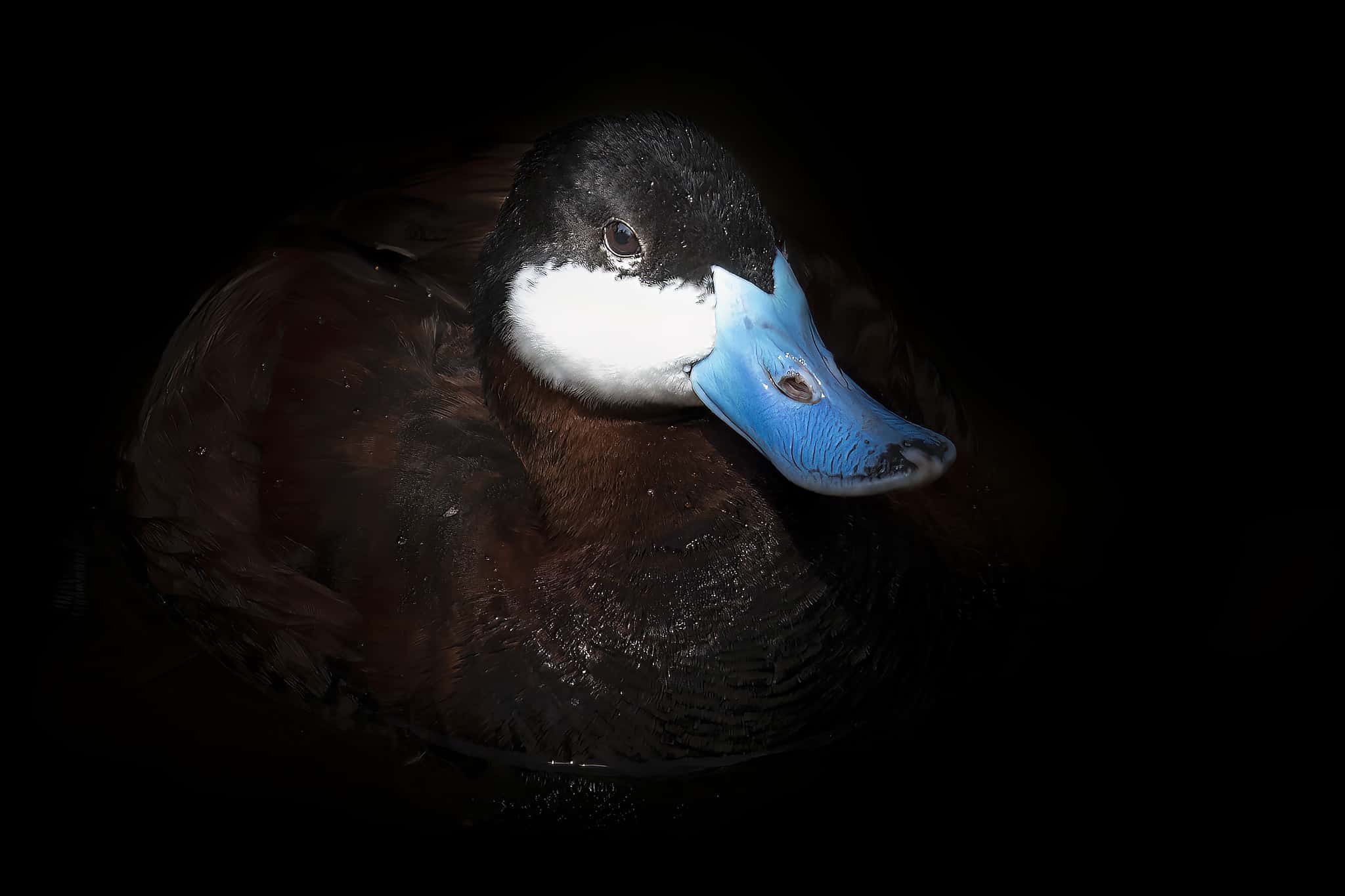 Duck Hunting Season in Utah: Season Dates, Bag Limits and More - A-Z ...