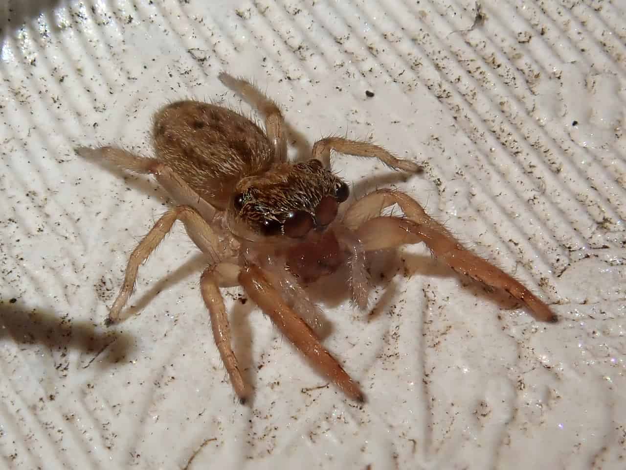 12 Most Terrifying Spiders Found in New Zealand - A-Z Animals