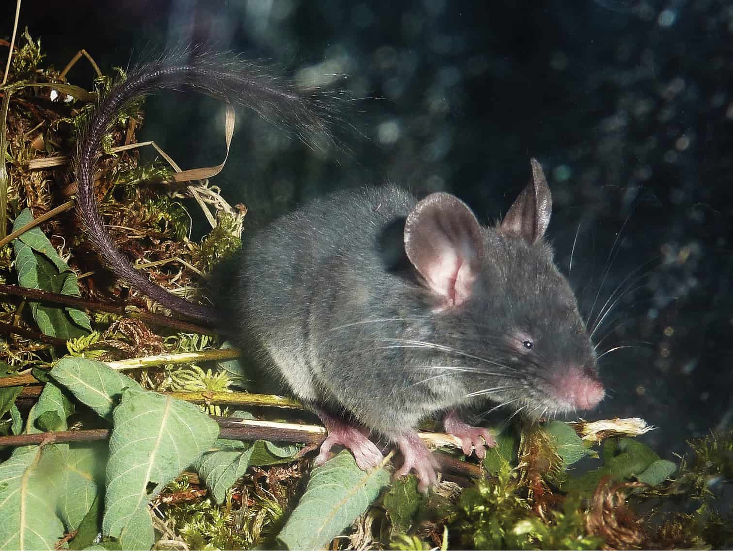 From Bats to Dolphins: A Look at Animals That Rely on Sonar - A-Z Animals