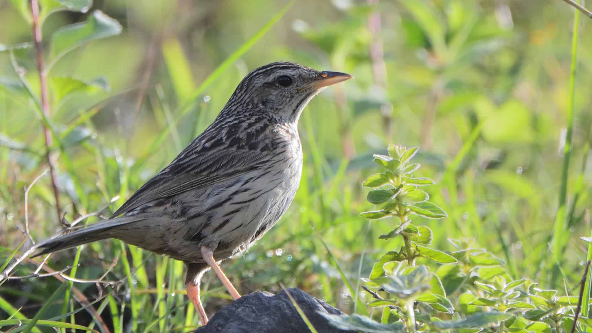 Explore the 5 Amazing 5-Letter Birds (The Complete List!) - A-Z Animals