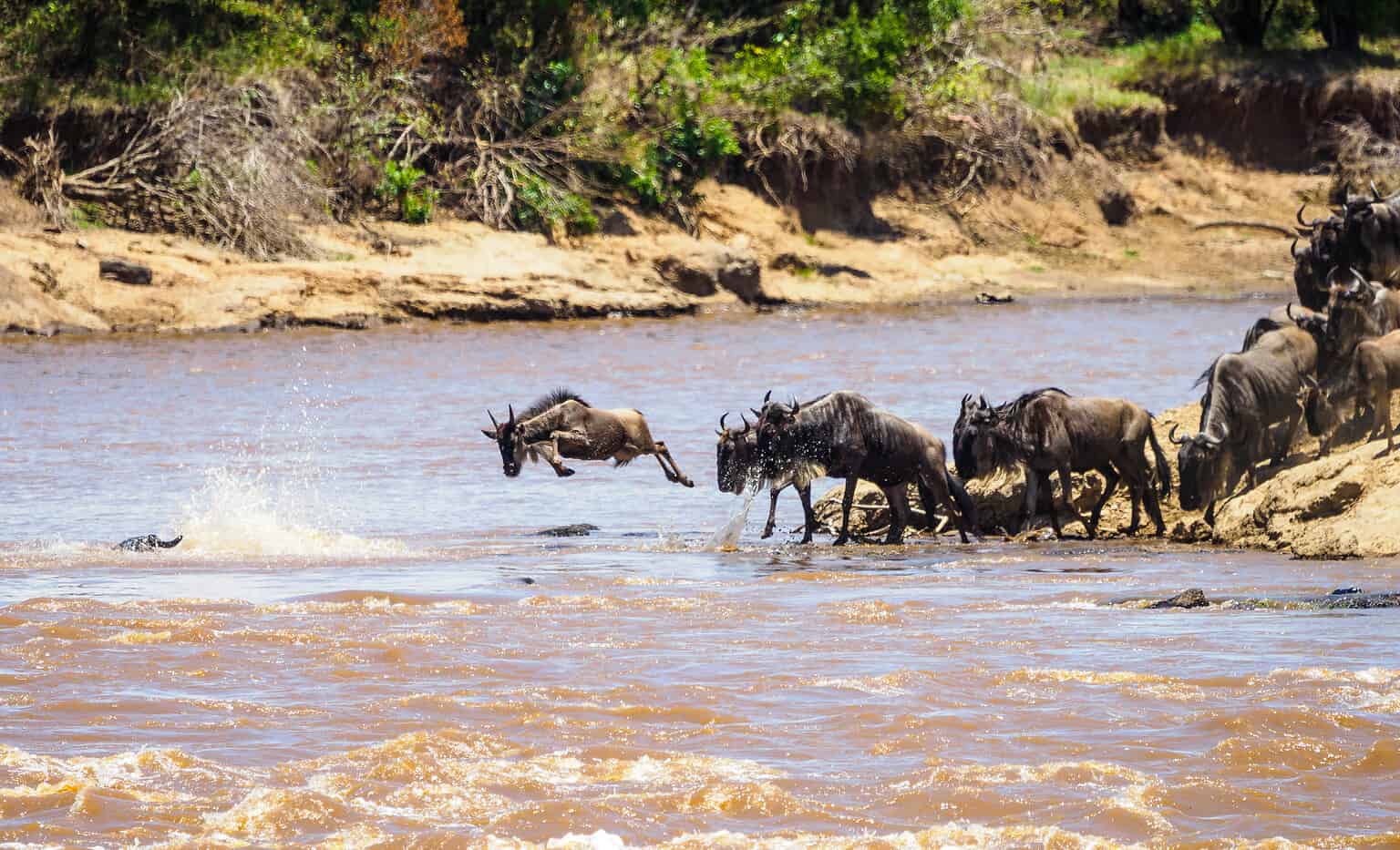 Can You Keep Up? These Animals Have Unbelievable Endurance - A-Z Animals