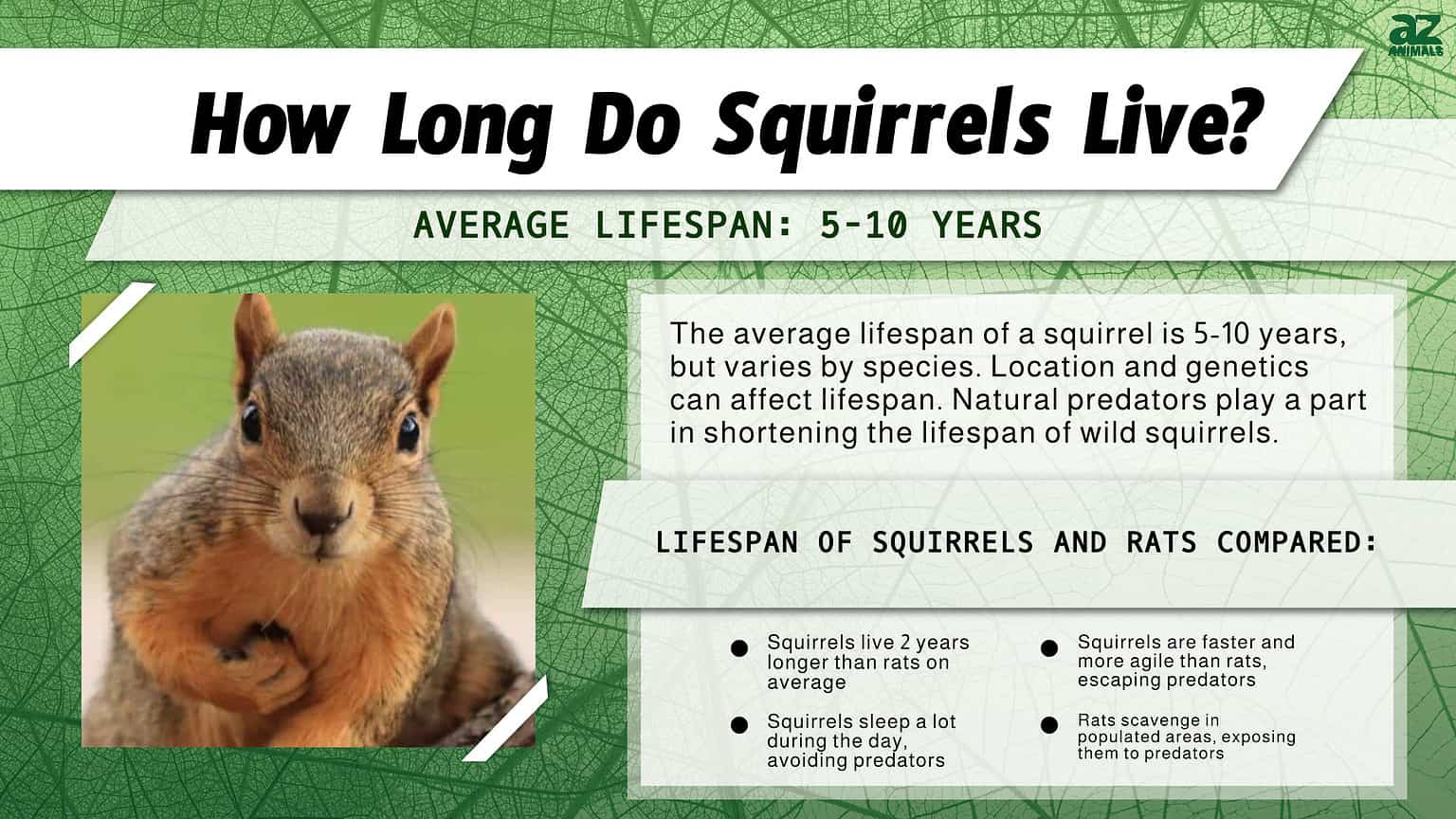 Squirrel Lifespan: How Long Do Squirrels Live? - A-Z Animals