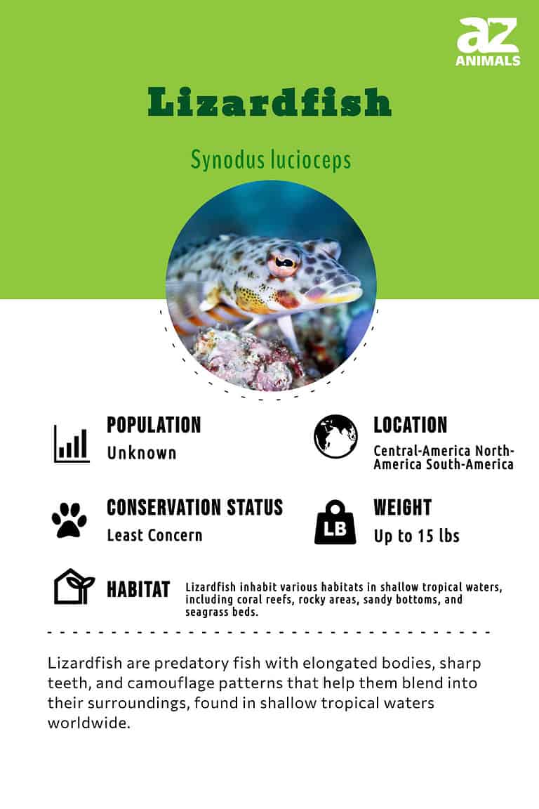 Lizardfish Fish Facts - Synodus lucioceps - A-Z Animals