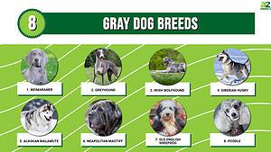 8 Gray Dog Breeds and Gray Dog Names - A-Z Animals
