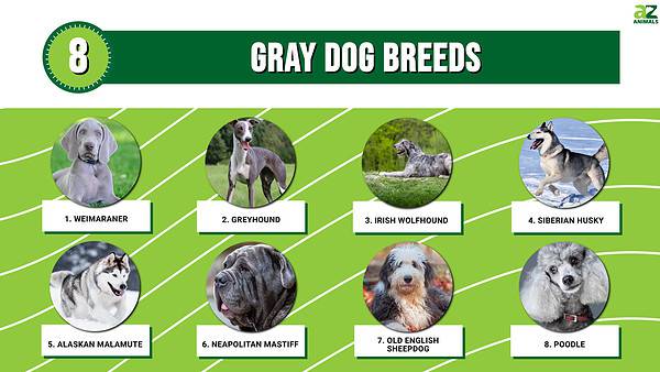 8 Gray Dog Breeds and Gray Dog Names - A-Z Animals