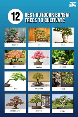 The 12 Best Outdoor Bonsai Trees To Cultivate Now - A-Z Animals