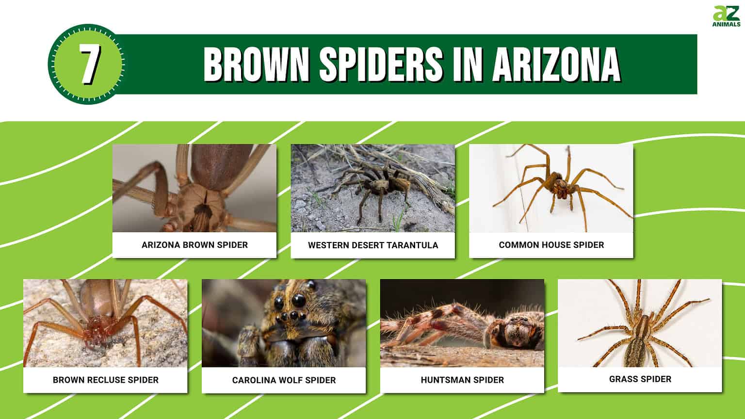 7 Brown Spiders in Arizona - A-Z Animals