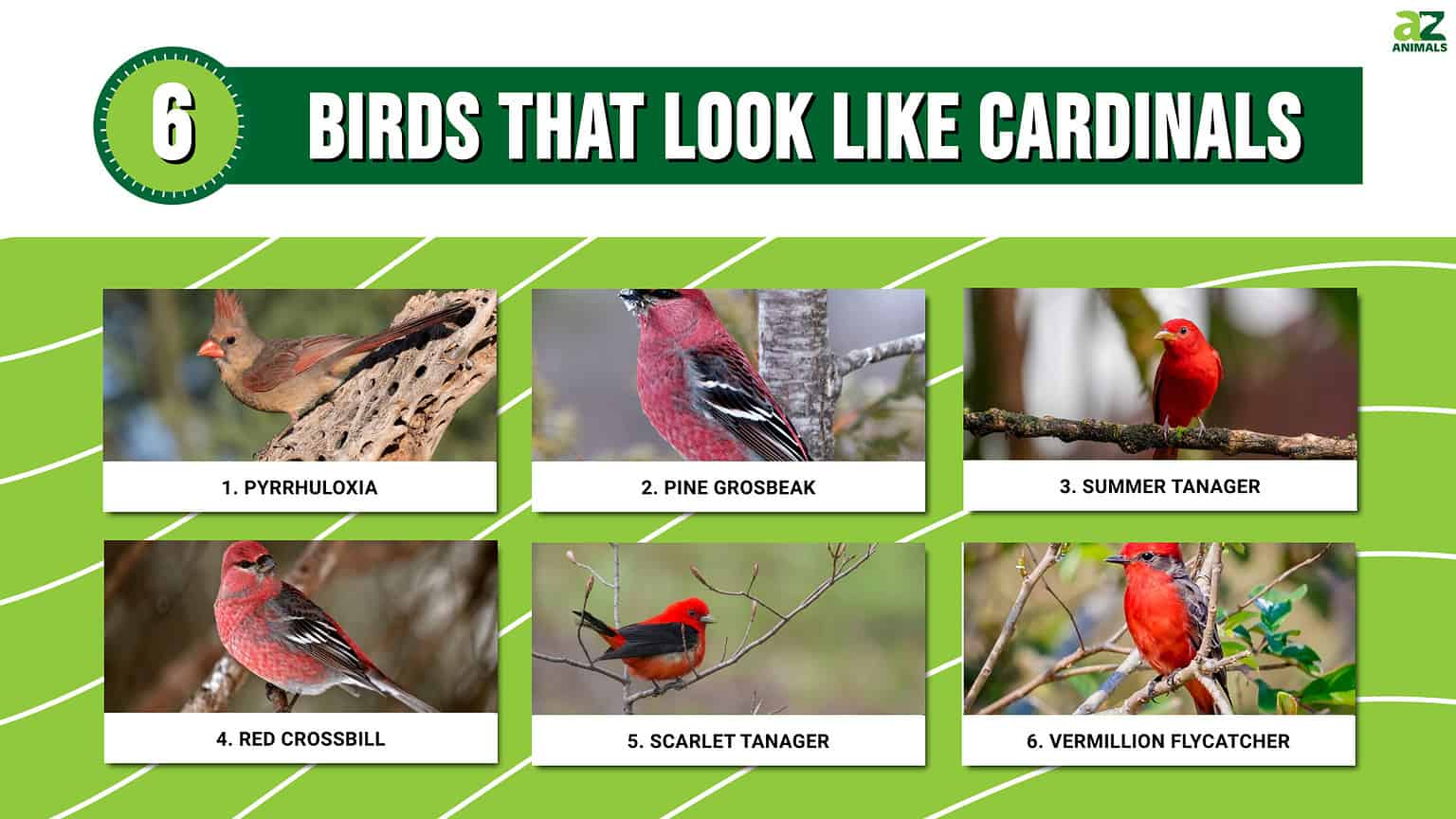 6 Birds That Look Like Cardinals - A-Z Animals