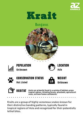 Krait Animal Facts - Bungarus - A-Z Animals