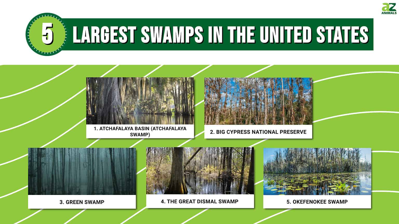 Discover The 5 Largest Swamps In The United States - A-Z Animals
