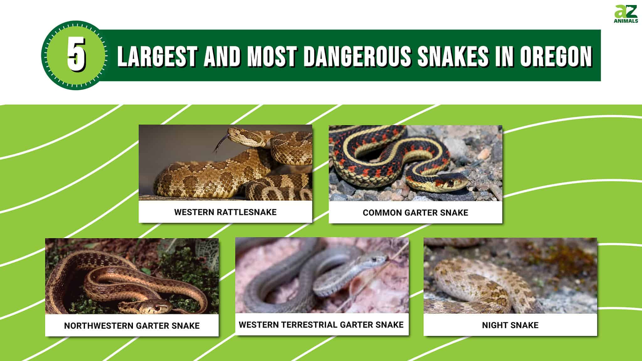 Discover Oregon's 5 Largest and Most Dangerous Snakes This Summer - A-Z ...