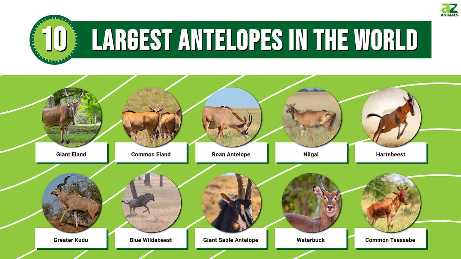 The 10 Largest Antelopes in the World - A-Z Animals