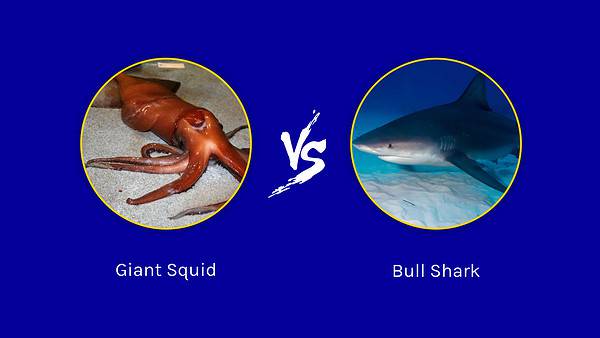 Deep Sea Battles: Bull Shark vs. Giant Squid - A-Z Animals