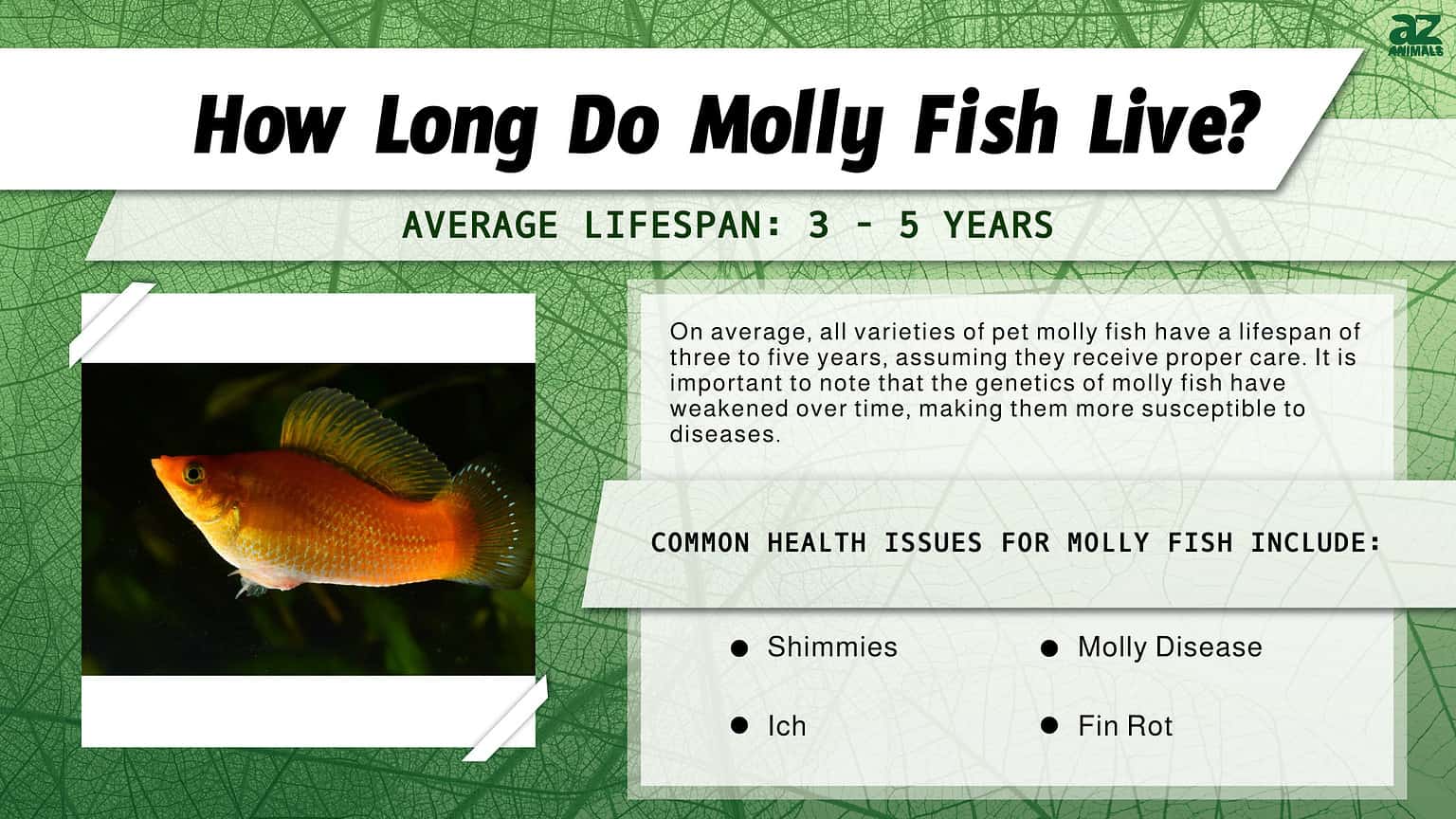 Molly Fish Lifespan: How Long Do Mollies Live? - A-Z Animals