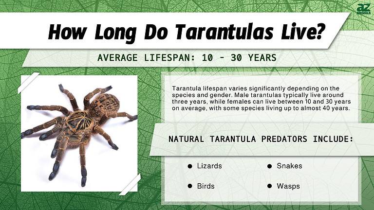 Tarantula Lifespan: How Long Do Tarantulas Live? - A-Z Animals