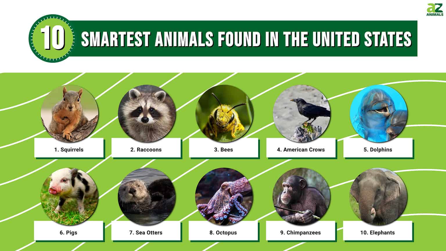 Discover the 10 Smartest Animals Found in the United States - A-Z Animals