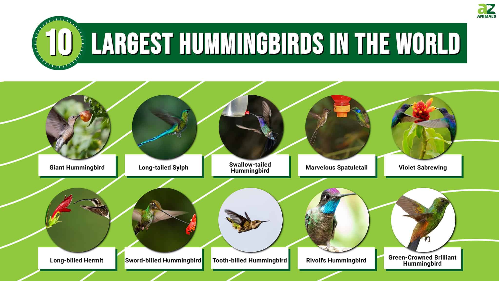 Discover the 10 Longest Hummingbirds in the World - A-Z Animals