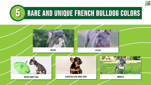 See 5 Rare and Unique French Bulldog Colors - A-Z Animals
