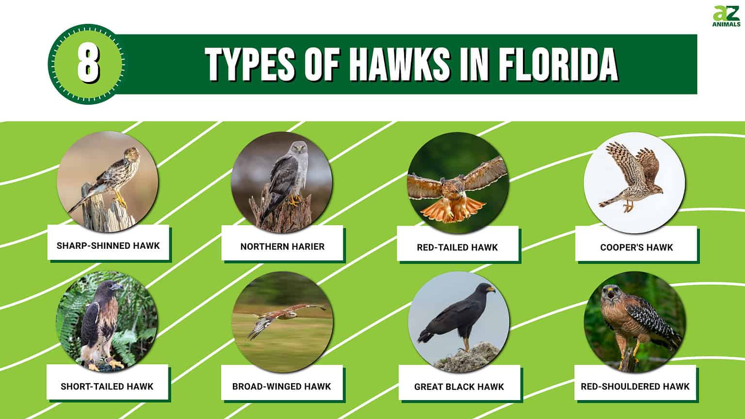 8 Types of Hawks Found in Florida - A-Z Animals