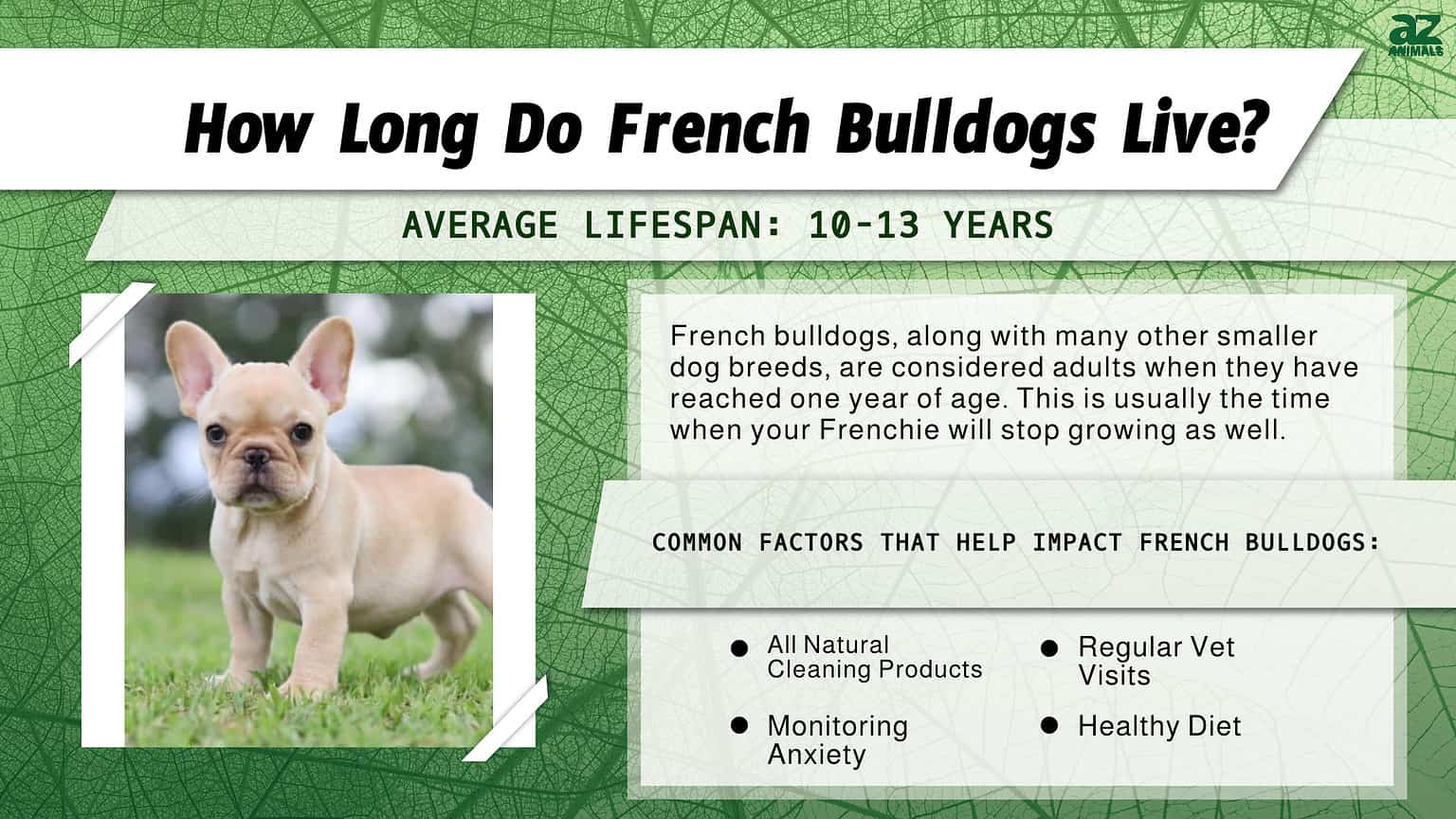 French Bulldog Lifespan - A-Z Animals
