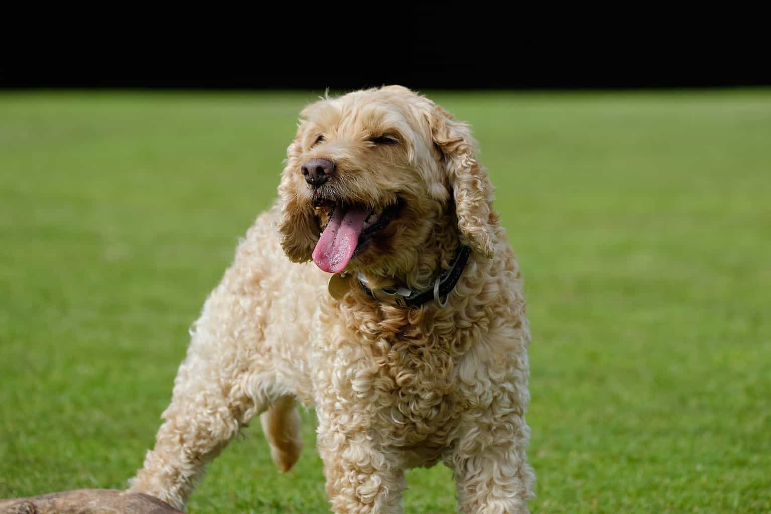 Cockapoo vs Goldendoodle: 5 Key Differences - A-Z Animals