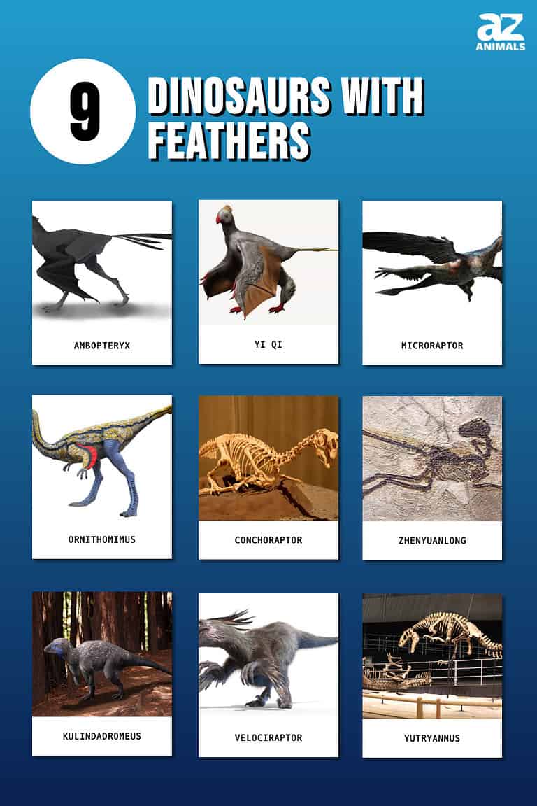 9 Dinosaurs With Feathers - A-Z Animals