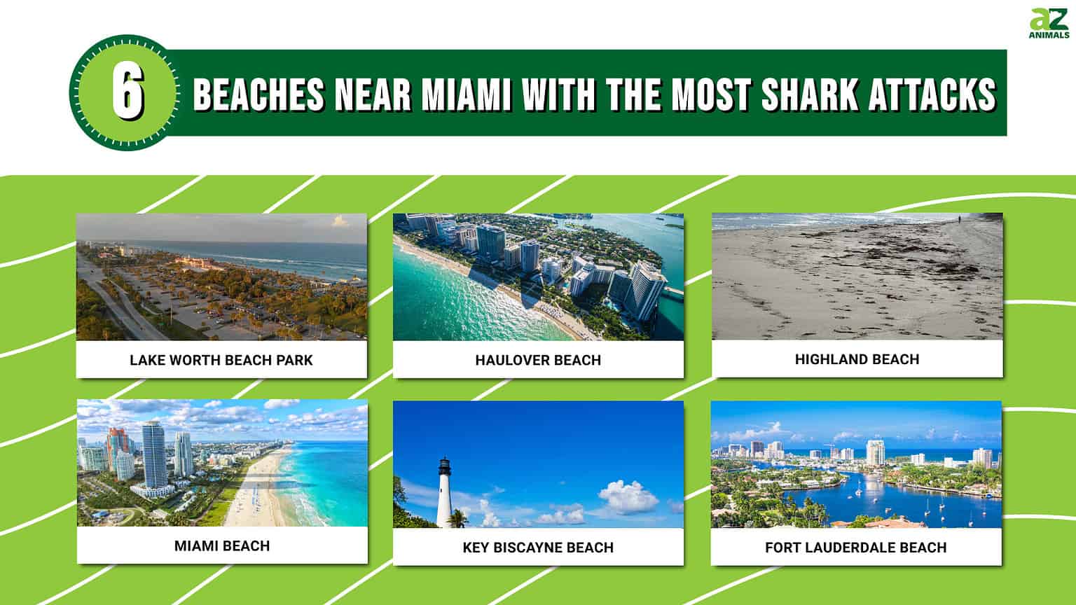 Six Beaches Near Miami With the Most Shark Attacks - A-Z Animals