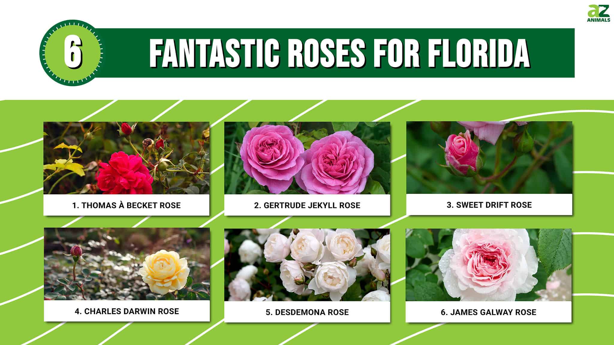 6 Fantastic Roses for Florida - A-Z Animals