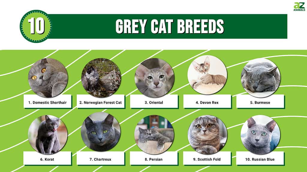 10 Grey Cat Breeds And Grey Cat Names A Z Animals 10 Grey Cat Breeds And Grey Cat Names A Z Animals
