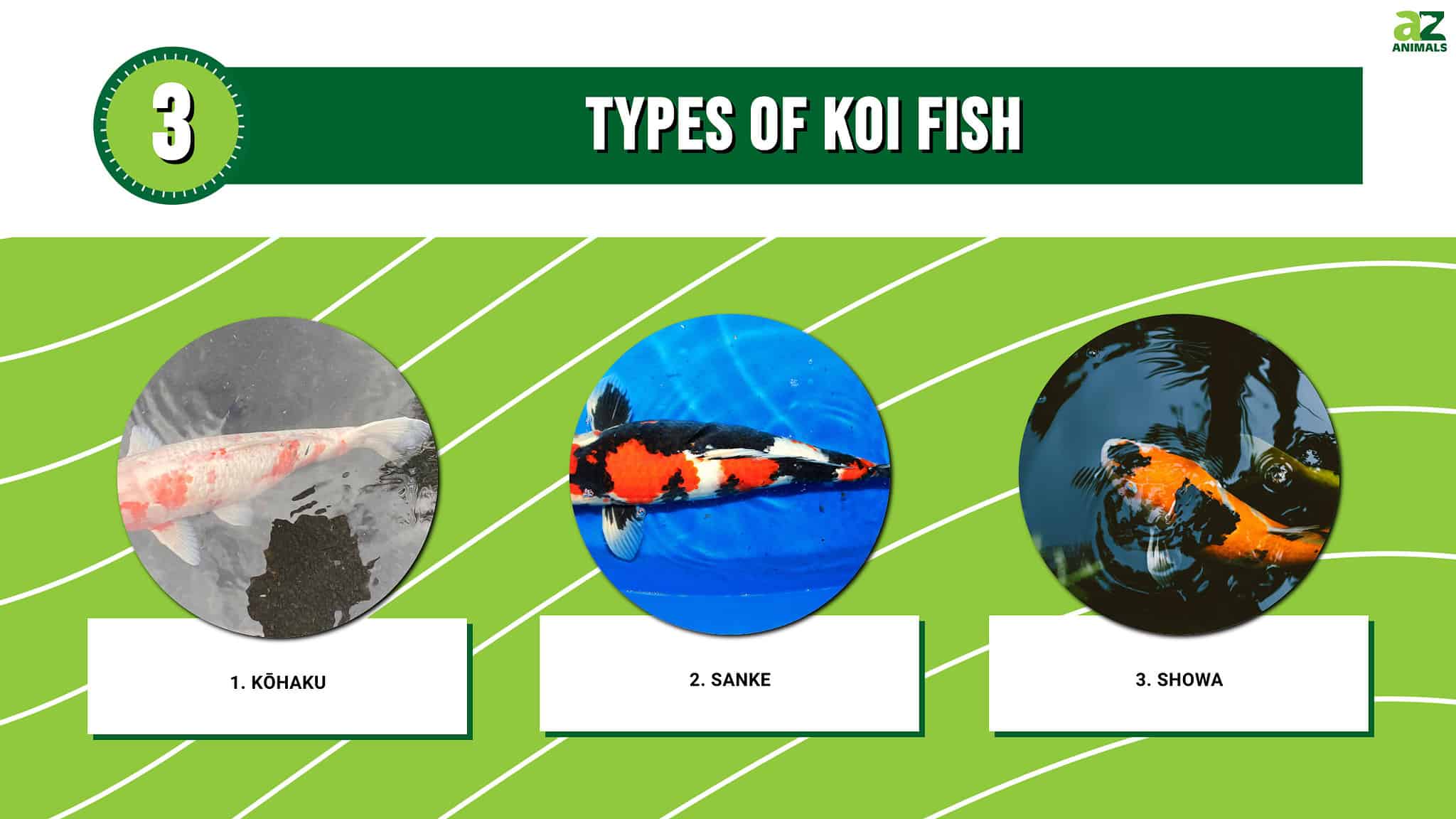 3 Types of Koi Fish: A Guide on Selecting, Breeding and Caring For Your ...