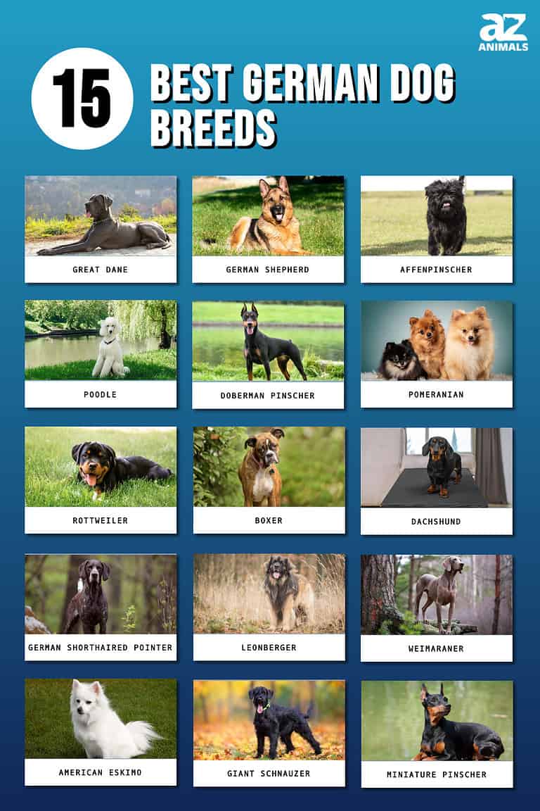 15 Best German Dog Breeds With Pictures - A-Z Animals