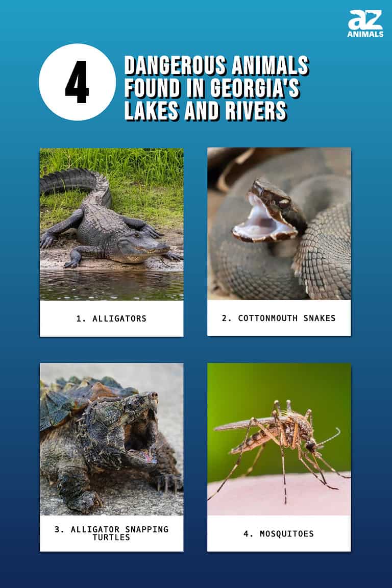 Beware of These 4 Dangerous Animals Found in Georgia's Lakes and Rivers ...