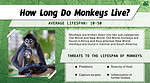 Monkey Lifespan: See How Long the Different Types of Monkeys Live - A-Z ...