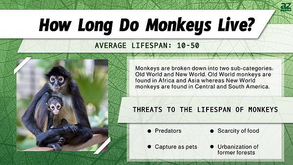 Monkey Lifespan: See How Long the Different Types of Monkeys Live - A-Z ...