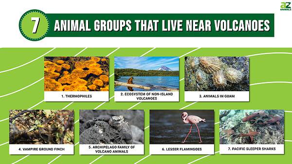 These 7 Animal Groups Live Near Volcanoes: Here's Why! - A-Z Animals