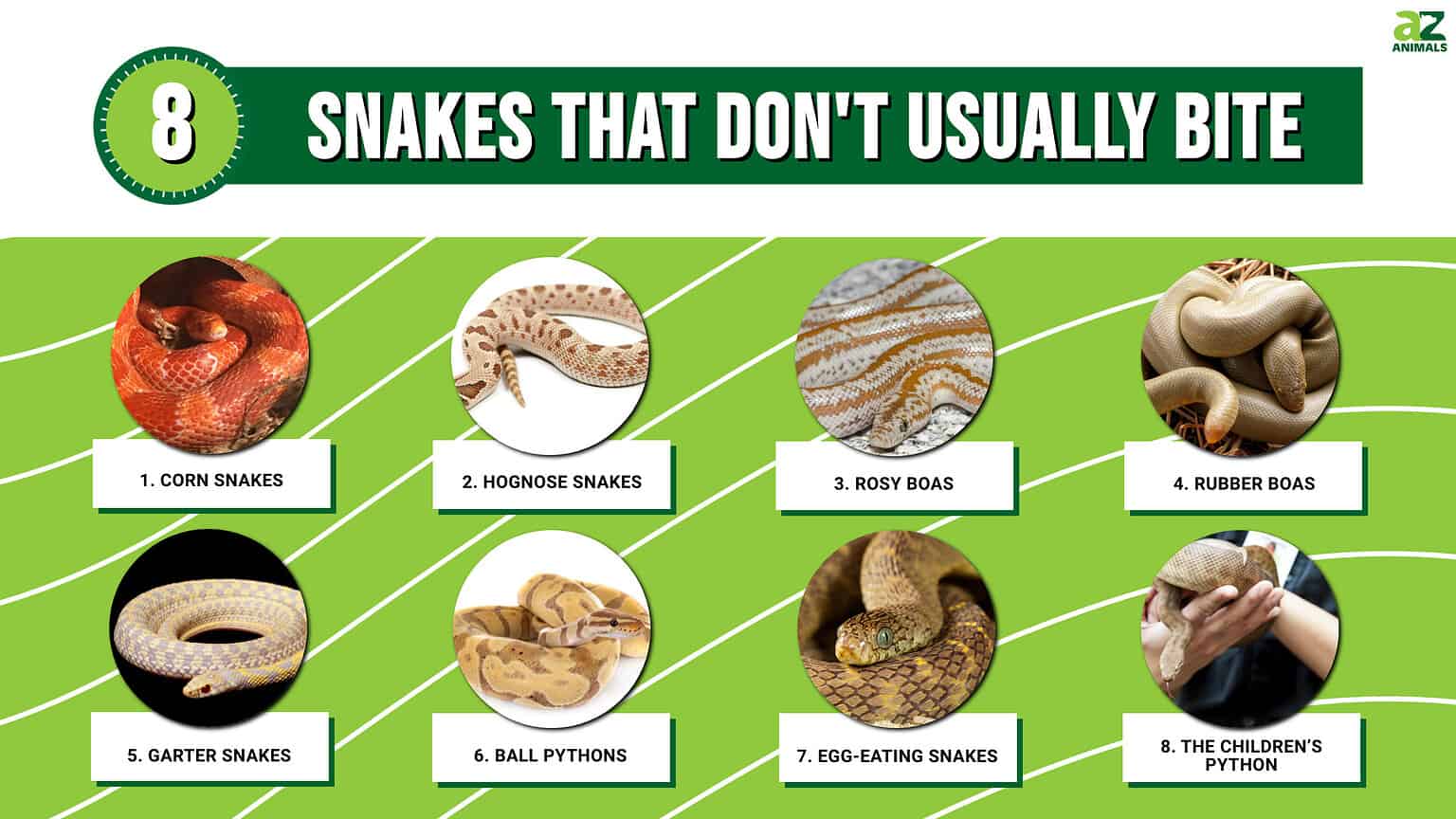 8 Snakes That Don't Bite, Usually - A-Z Animals