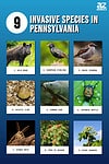 Discover 9 Invasive Species in Pennsylvania - A-Z Animals