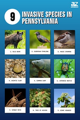 Discover 9 Invasive Species in Pennsylvania - A-Z Animals