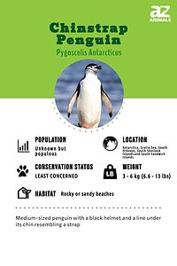 Chinstrap Penguin Bird Facts - Pygoscelis Antarcticus - A-Z Animals