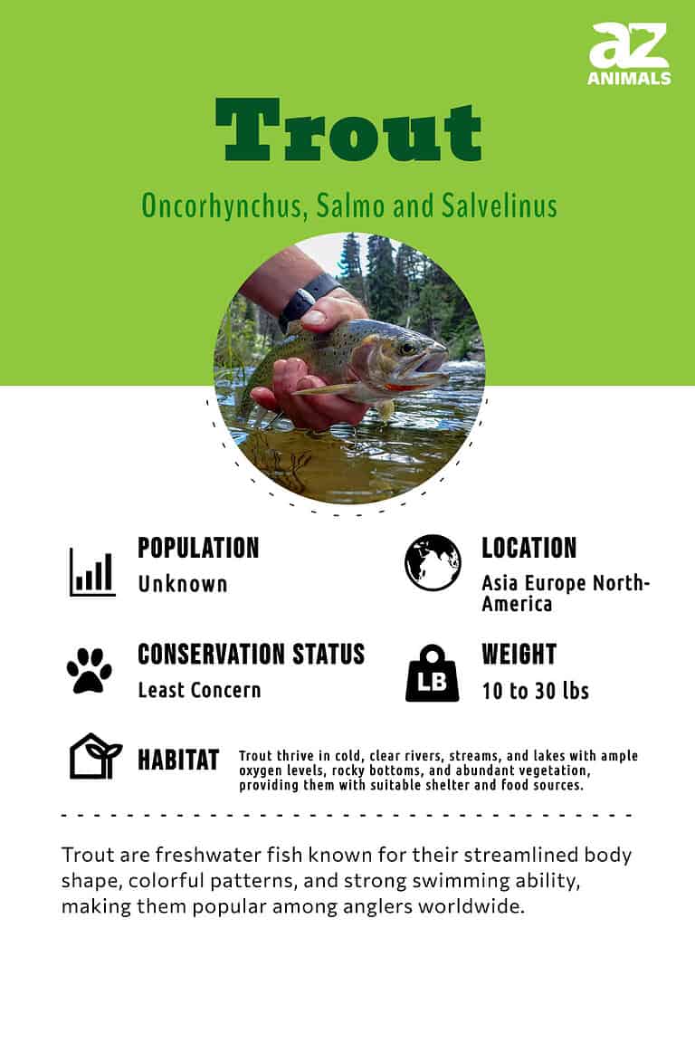 Trout Fish Facts - A-Z Animals