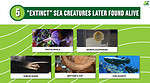 5 "Extinct" Sea Creatures Later Found Alive - A-Z Animals