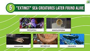 5 "Extinct" Sea Creatures Later Found Alive - A-Z Animals