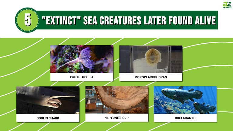 5 "Extinct" Sea Creatures Later Found Alive - A-Z Animals