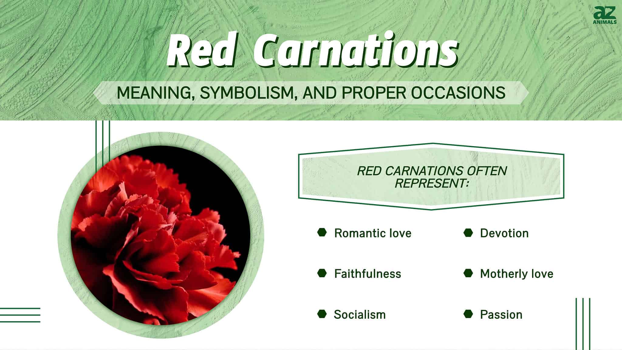 Red Carnation: Meaning, Symbolism, and Proper Occasions - A-Z Animals