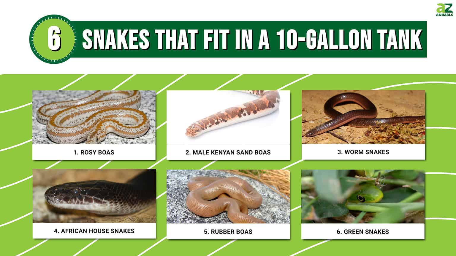 6 Snakes That (Comfortably) Fit In A 10-Gallon Tank - A-Z Animals