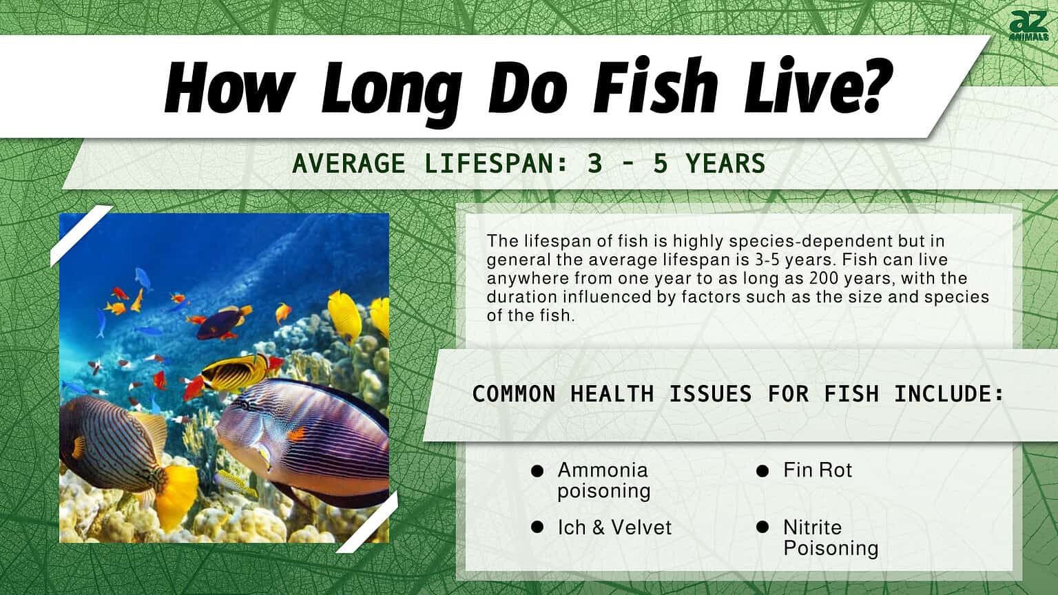 Fish Lifespan: How Long Do Fish Live? - A-Z Animals